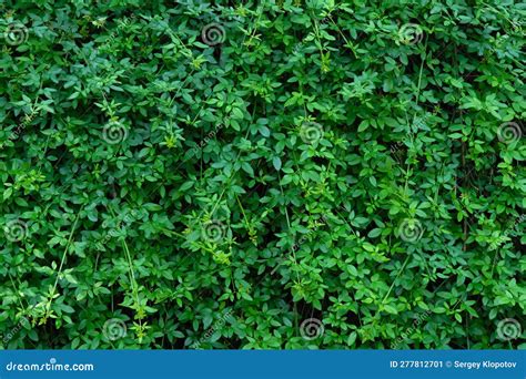 Wall Of Decorative Green Shrubs Stock Image Image Of Design Fence
