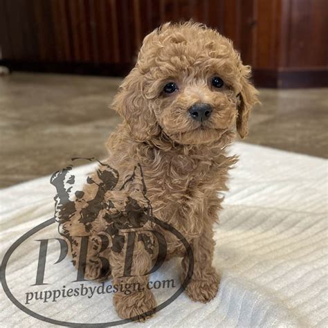 Sofia Puppies By Design Online