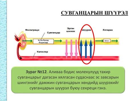 Бөөрний физиологи