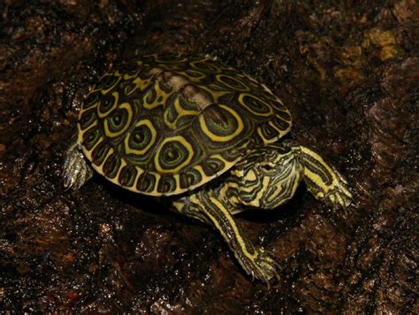 Nicaraguan Slider Facts And Pictures