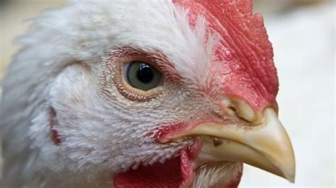Eye Infections In Chickens 12 Causes And Treatments Unraveling The
