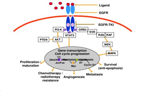 Cellular Signal Transduction Pathway Kinase At Wendell Blakely Blog