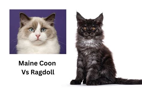 Maine Coon Vs Regular Cat Differences Maine Coon Central