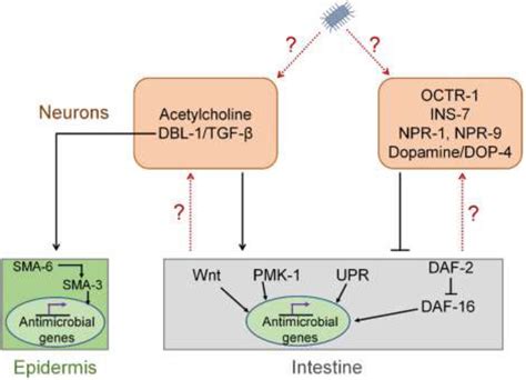 Figure 2 From Neuro Immune Circuits In C Elegans Semantic Scholar