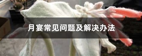 月宴 花百科