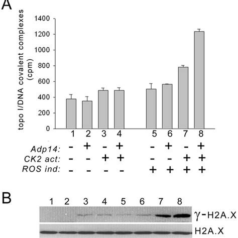 Topo I Cleavage Complex Formation And Induction Of Dna Double Strand