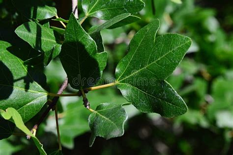 Three Lobed Orange To Red Coloured Autumn Leaves Of Trident Maple Tree Latin Name Acer