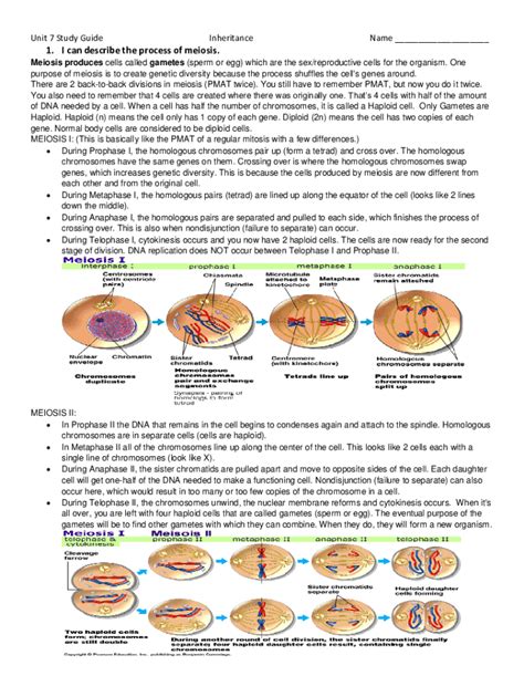Fillable Online How Are Sex Cells Made Meiosis