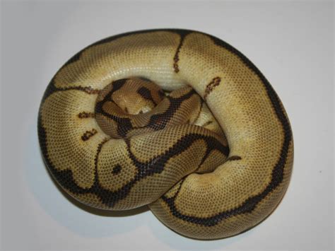Morph List World Of Ball Pythons
