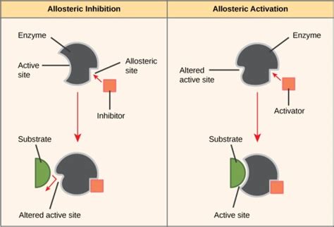 What Is The Difference Between Allosteric Site And Active Site Compare The Difference Between
