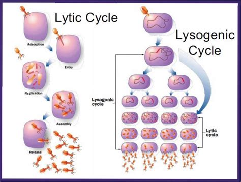 Lytic Cycle