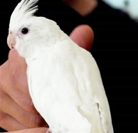 La Ninfa Blanca Cómo Son 3 Tipos Precio