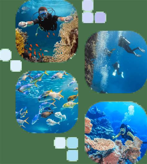 Dive Phuket With Phuket Dive Provider Top Rated Dive Trips Courses