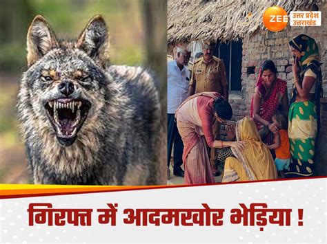 Bahraich News पकड़ा गया 35 गांवों की नींद हराम कर चुका आदमखोर भेड़िया
