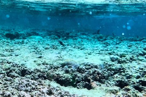 It S Not Politics The Great Barrier Reef Is Unequivocally In Danger