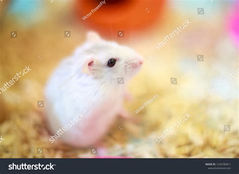 Winter White Dwarf Hamster Over 547 Royalty Free Licensable Stock