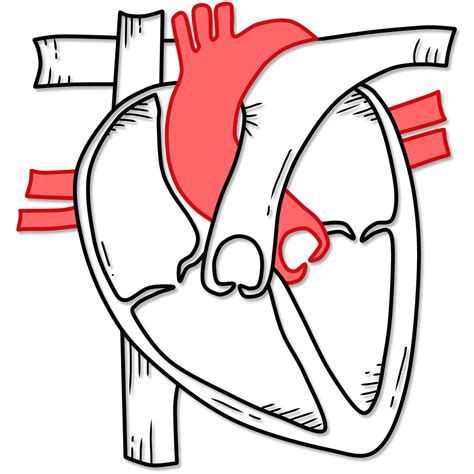 Illustration Of Human Heart Anatomy Created By Black And Red Line