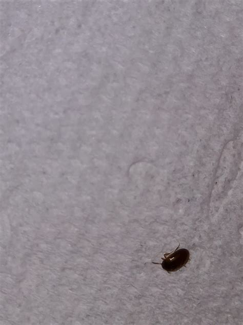 Bed Bug Identification Rbedbugs