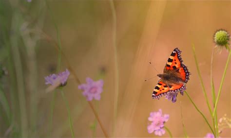 Butterfly Emergency Butterfly Conservation