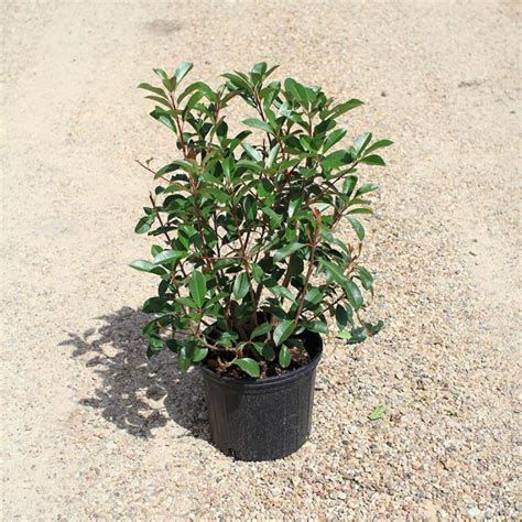 Cleyera Dallas Stone Yard And Landscape Supply Outdoor Warehouse Supply