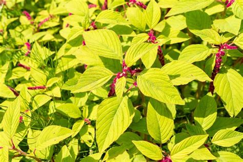 Love Lies Bleeding Or Amaranthus Caudatus Plant In Saint Gallen In