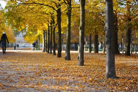 27 Gorgeous Photos Of Trees From This Fall Light Stalking