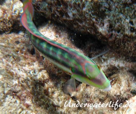 Zweistreifen Lippfisch Halichoeres Bivittatus Underwaterlifede