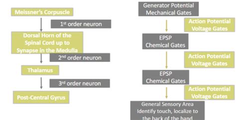 Biol 1412 Lecture 4 Flashcards Quizlet