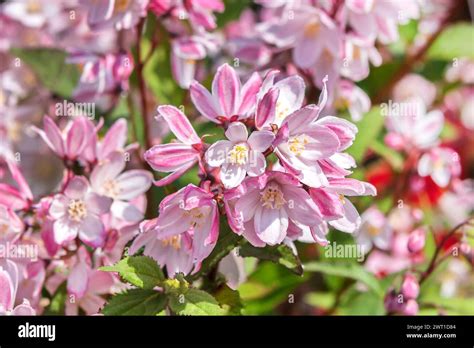Deutzia Deutzia Yuki Cherry Blossom Deutzia Yuki Cherry Blossom