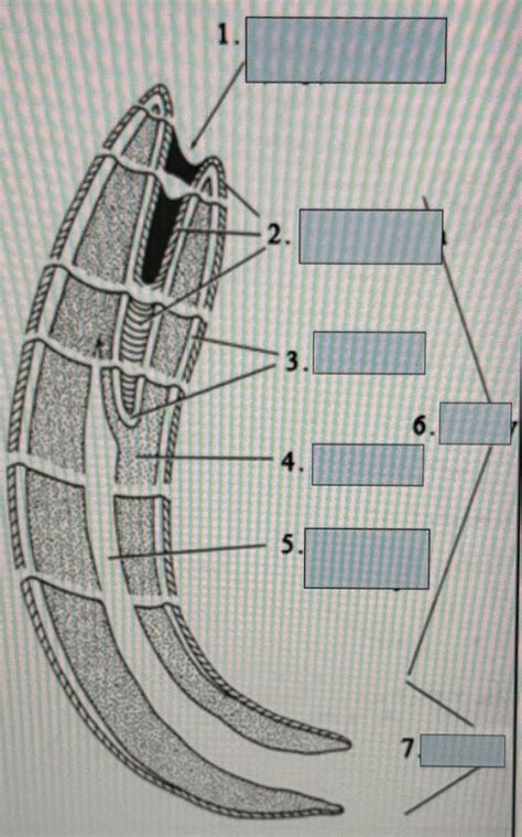 Tooth Diagram Diagram Quizlet