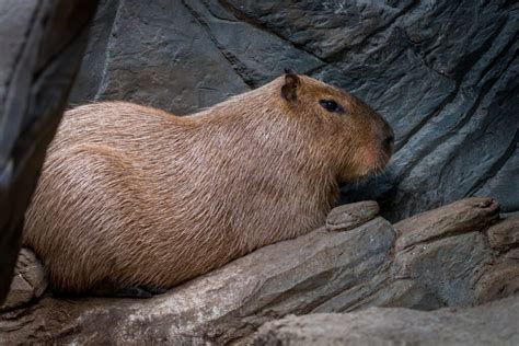 Meet Our Cute Capybara Residents In Person