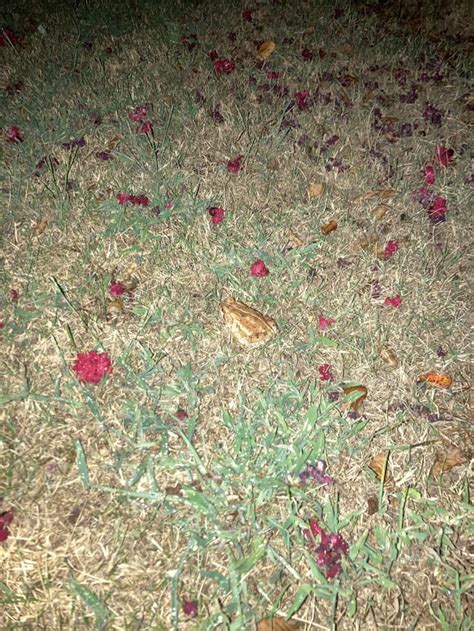 Photographer Snaps Bats Having On Field Sex During Ravens Lions Game