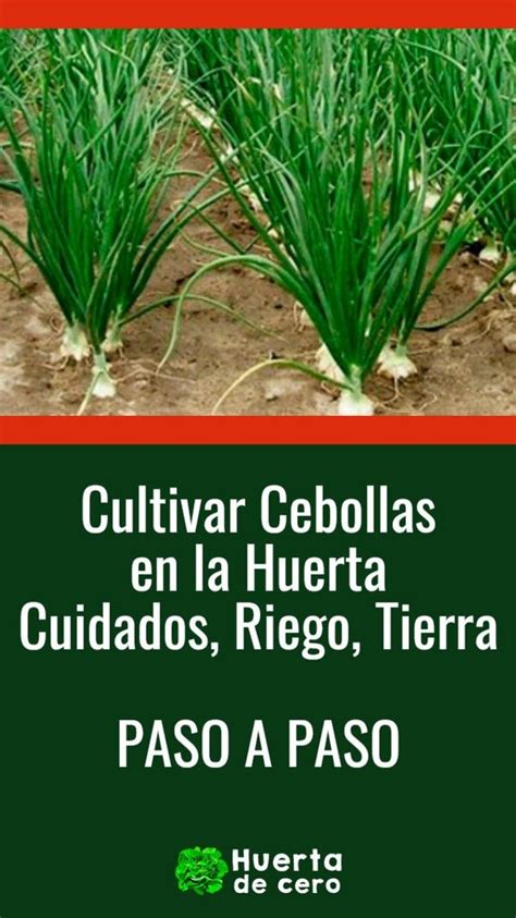 Cultivar Cebollas En La Huerta Cuidados Riego Tierra Compost