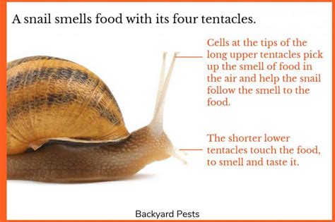 How Snails Eat Food With 1000s Of Teeth With Pictures And Videos