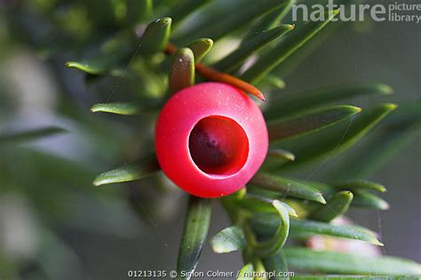 Stock Photo Of Common Yew Tree Taxus Baccata Berry Levin Down NR