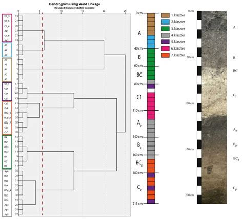 Left The Result Of The Hierarchical Cluster Analysis Dendrogram