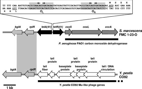 Genetic Organization Of The Teta41 Tetr41 Tetracycline Resistance Download Scientific Genetic Organization Of The Teta41 Tetr41 Tetracycline Resistance Download Scientific