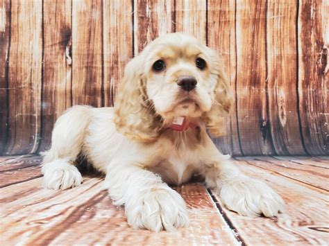 Cocker Spaniel Puppy Buff Id22881 Located At Petland Las Vegas Nevada