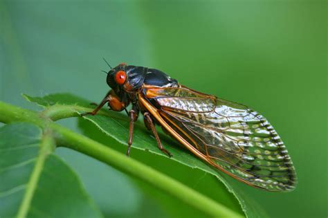 Identificación y control de las cigarras