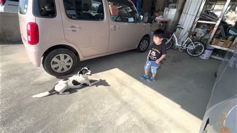 秀哉にしがみ付きたいワンちゃん🤣🤣🤣 Youtube