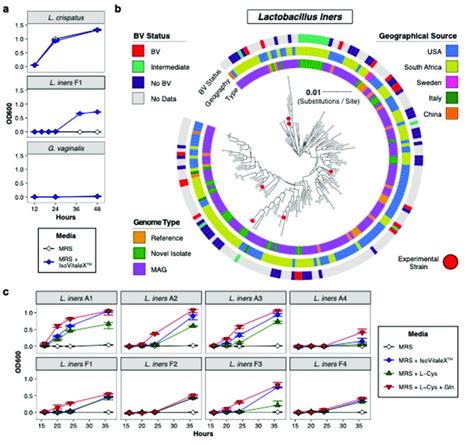 Lactobacillus Iners Requires L Cysteine Supplementation To Grow In Download Scientific Diagram