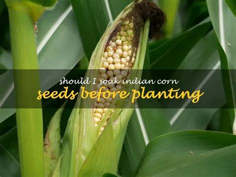 Should I Soak Indian Corn Seeds Before Planting Shuncy