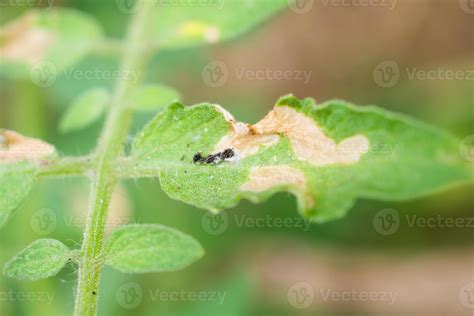 Plante De Tomates Avec Maladie Sur Les Feuilles Du Potager 12884101