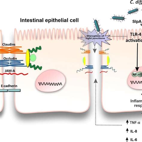 The Effects Of Slpa Extracted From C Difficile Clinical Strains On