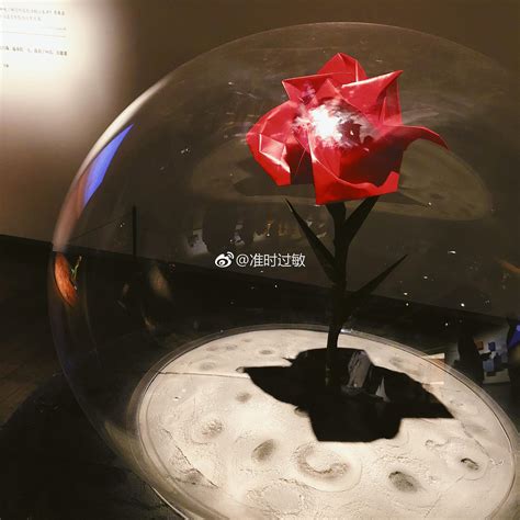 也许世界上有五千朵和你一模一样的花但只有你是我独一无二的玫瑰
