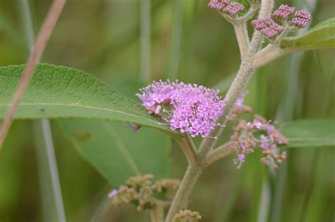 Callicarpa Macrophylla Eflora Of India