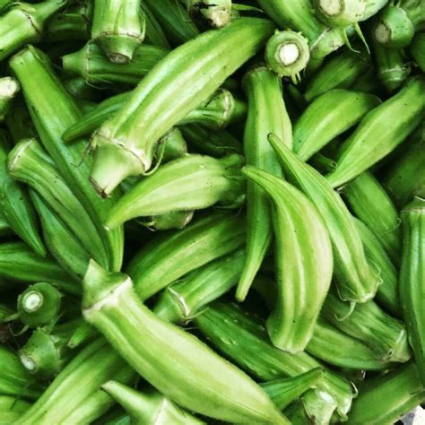 All You Need To Know About The Okra Plant Plant Propagation
