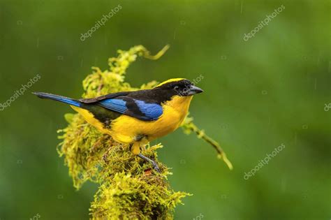 Anisognathus Somptuosus O Tánager De Montaña De Alas Azules El Pájaro