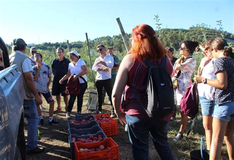 Bee Responsible The Importance Of Pollination In Agriculture