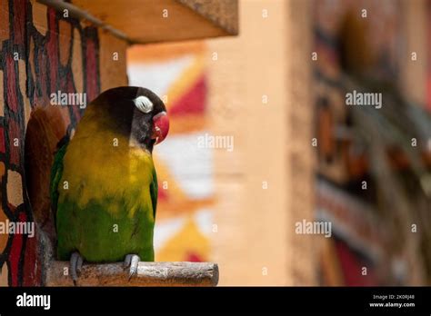 A Yellow Collared Lovebird Agapornis Personatus On A Branch Stock
